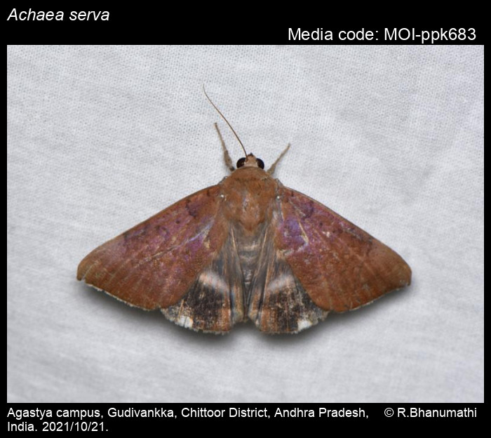 Achaea serva (Fabricius, 1775) - | Moths